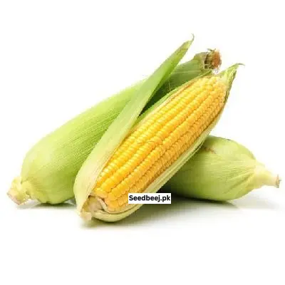 SEED BEEJ Garden Center buy Seeds, Plants, Tools, Pesticides