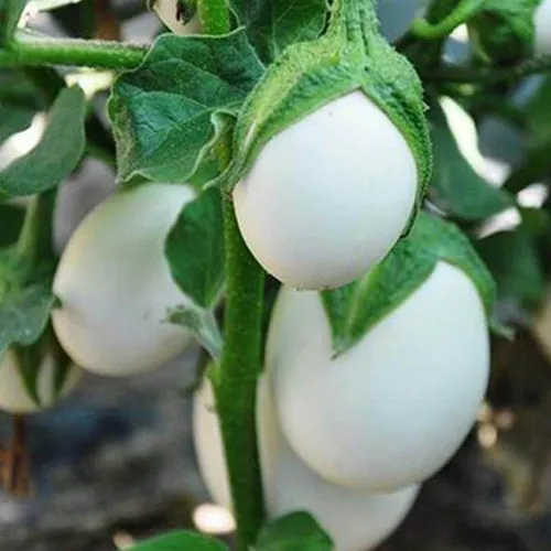 White Brinjal Round Seedlings Hybrid F1 – Fresh Plants