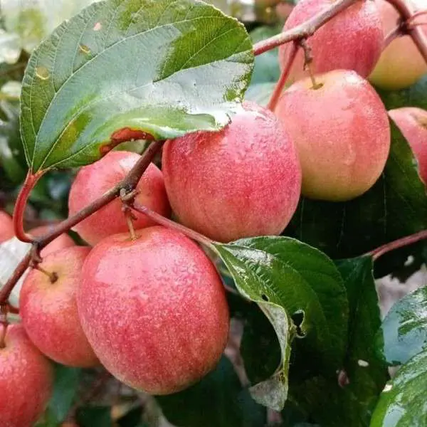 Buy Apple Ber Plant in Pakistan - Seed Beej 2025