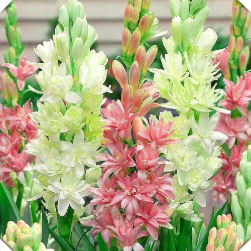 Fragrant Tube Rose Bulbs (10 Bulbs) – Rajnigandha