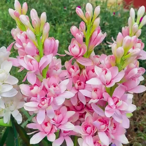 Fragrant Tube Rose Bulbs (10 Bulbs) – Rajnigandha