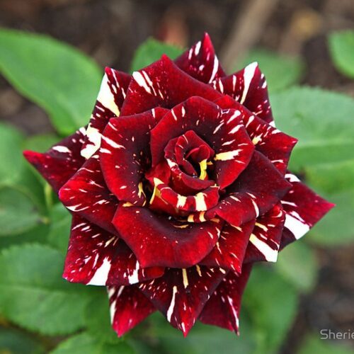 Black Tiger Rose Plant | Rare Black Rose in Pakistan 2025